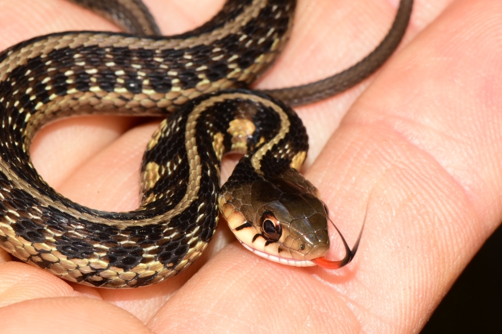 Chicago Garter Snake (Thamnophis sirtalis semifasciatus) - Snakes and ...
