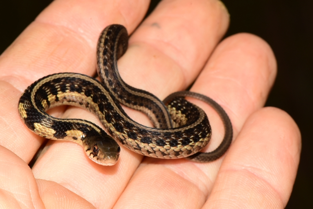 Chicago Garter Snake (Thamnophis sirtalis semifasciatus) - Snakes and ...