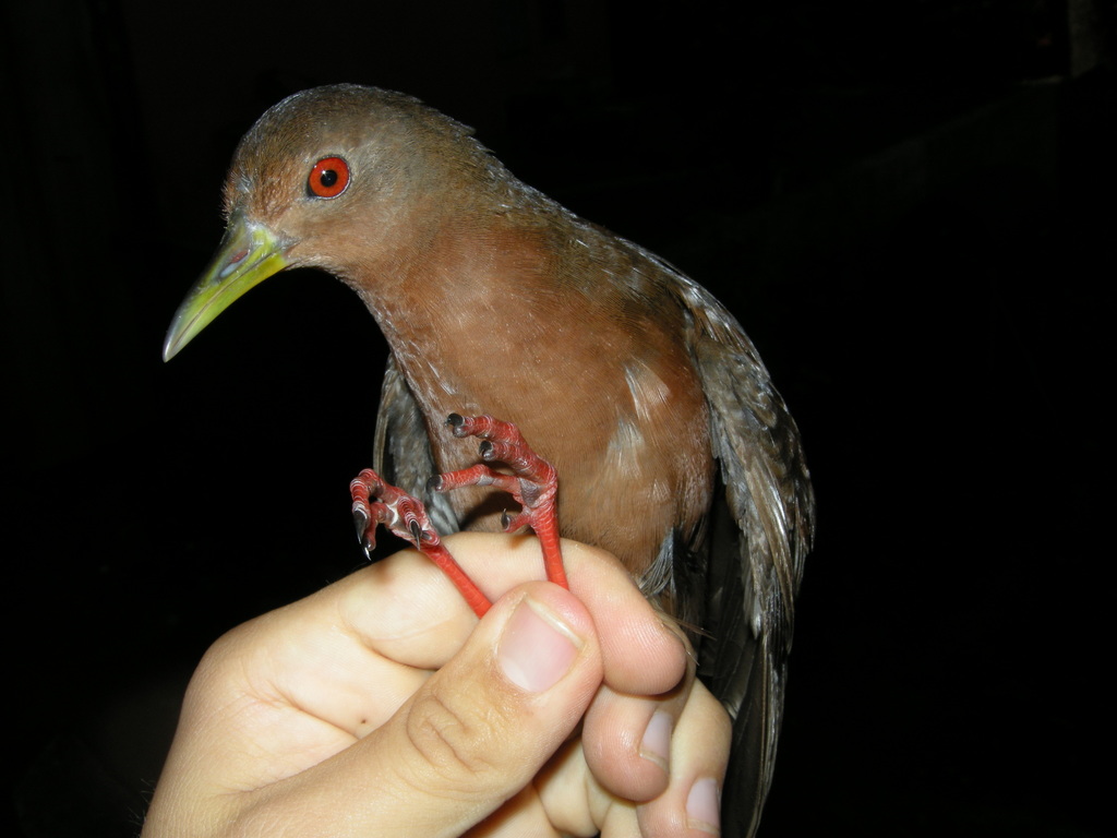 Uniform Crake (Amaurolimnas concolor) - Avian Discovery