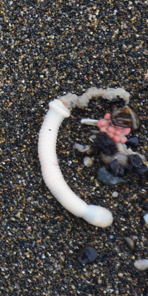 Cactus worm from North Slope, AK, USA on July 23, 2017 at 04:15 PM by ...