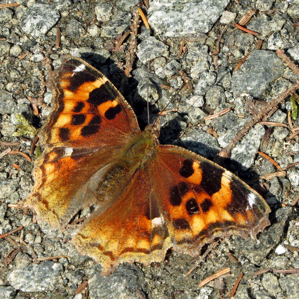 Compton Tortoiseshell from Ferdinand, VT, USA on September 9, 2020 at ...
