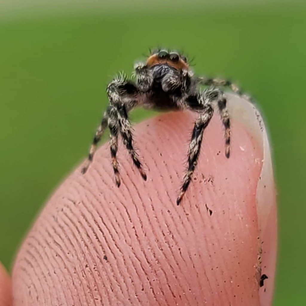 Tan Jumping Spider from 116 Andel Ct on September 09, 2020 at 06:22 PM ...
