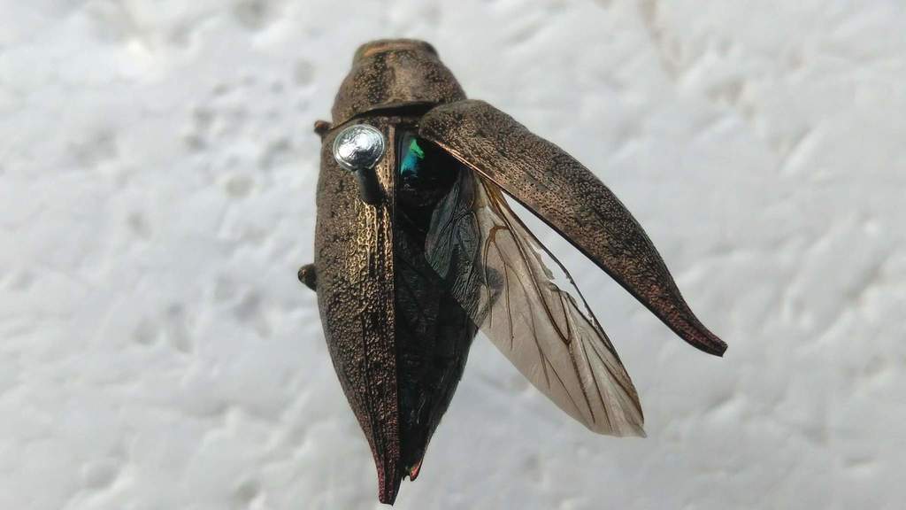 Flat-headed Hardwood Borer (Northern Alberta) · BioDiversity4All