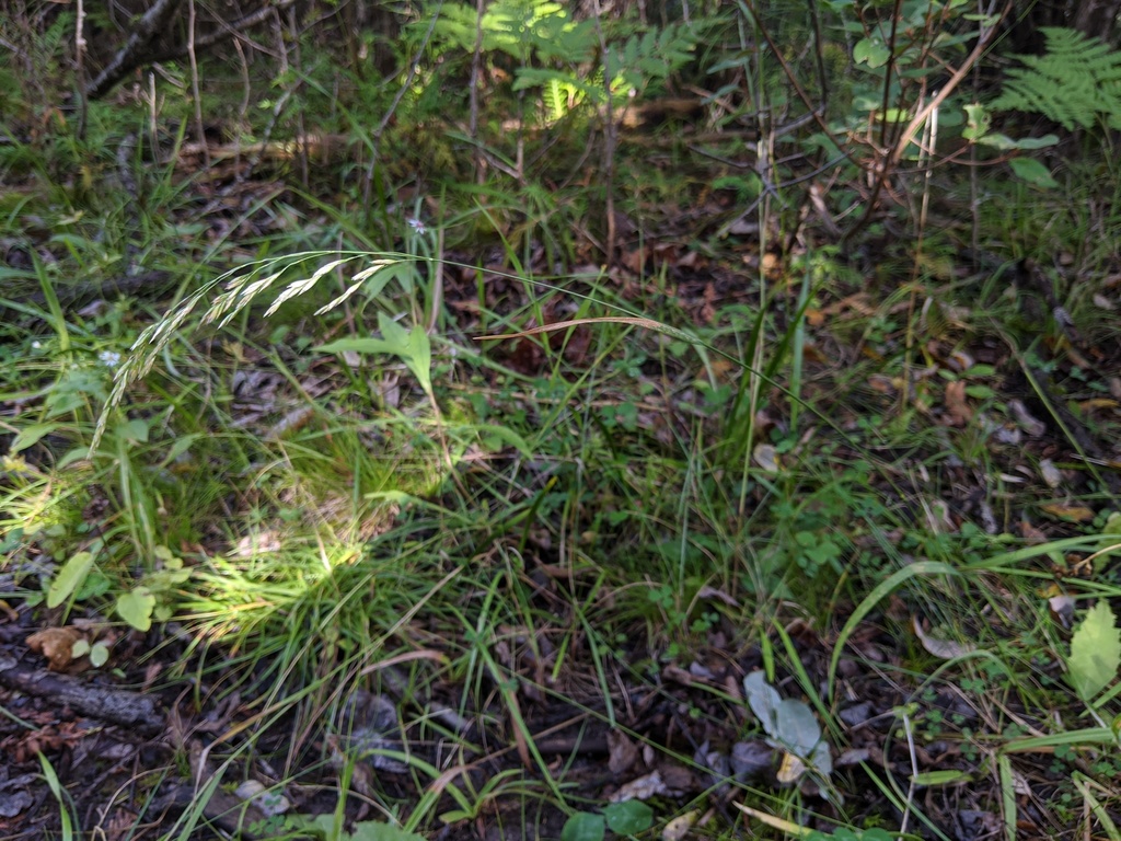 Graphephorum melicoides in September 2020 by Nate Martineau · iNaturalist