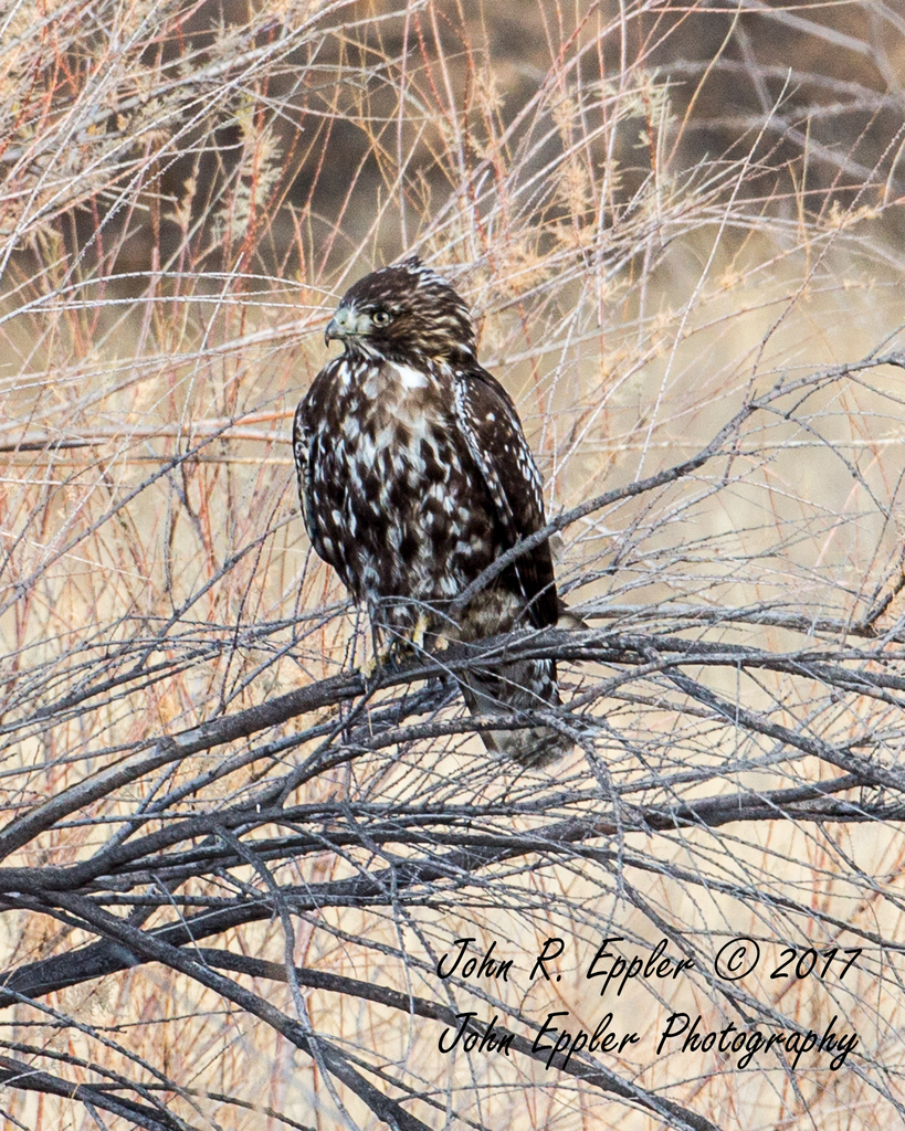 Harlan's Hawk from Socorro County, NM, USA on December 4, 2017 at 07:07 ...