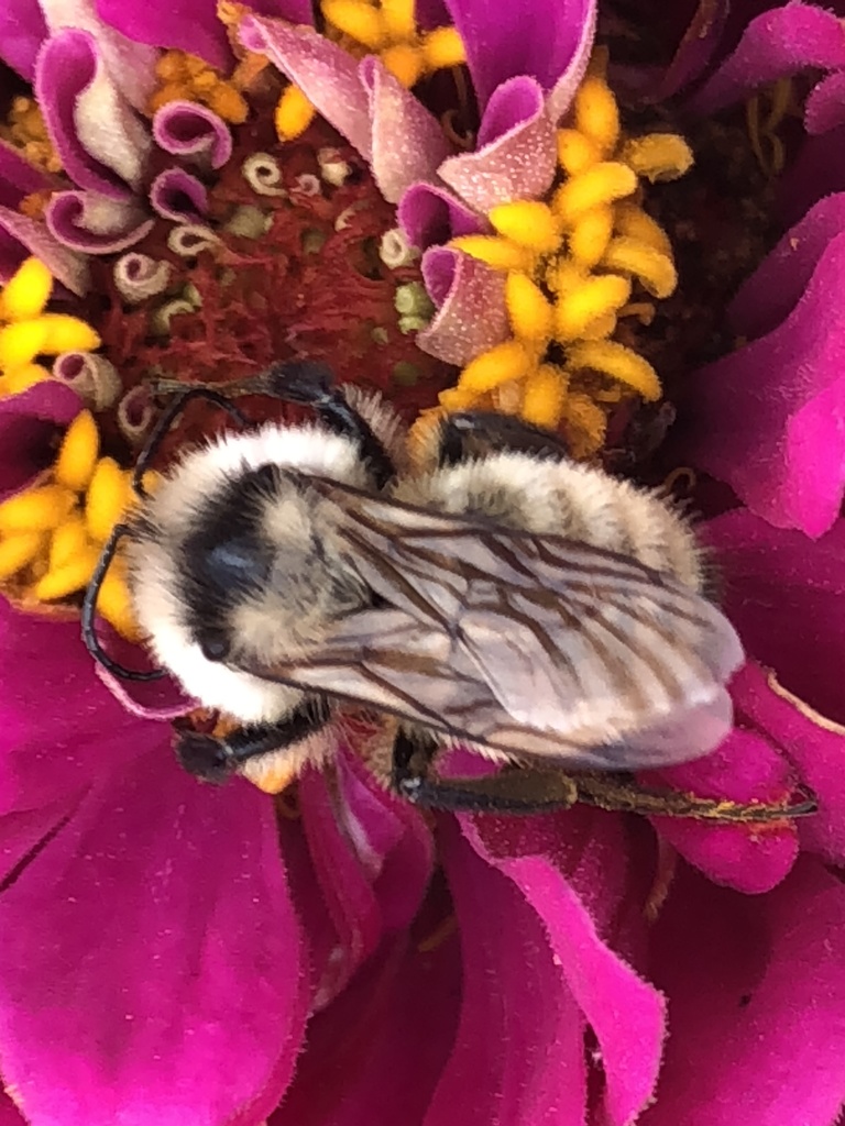 Golden Northern Bumble Bee from Hazelton Dr, Oregon, OH, US on ...