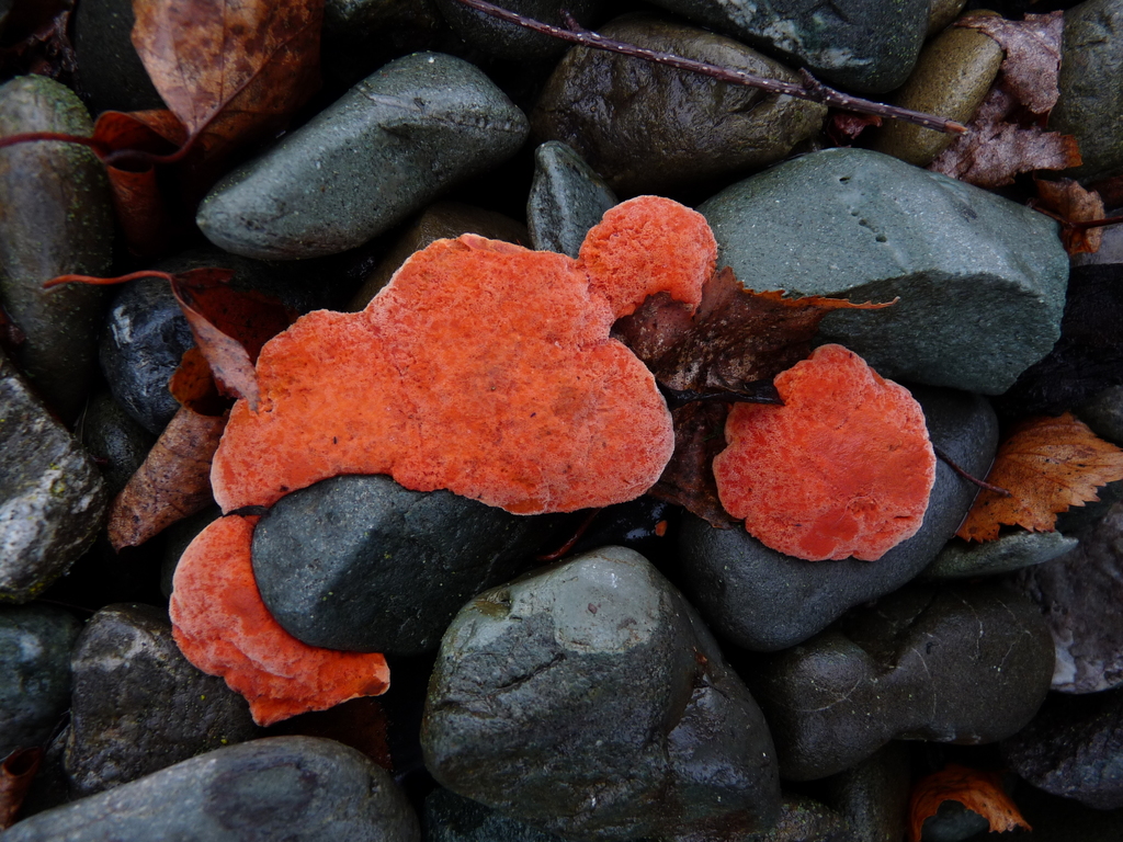 Southern Cinnabar Polypore from Wakefield, New Zealand on June 28, 2020 ...