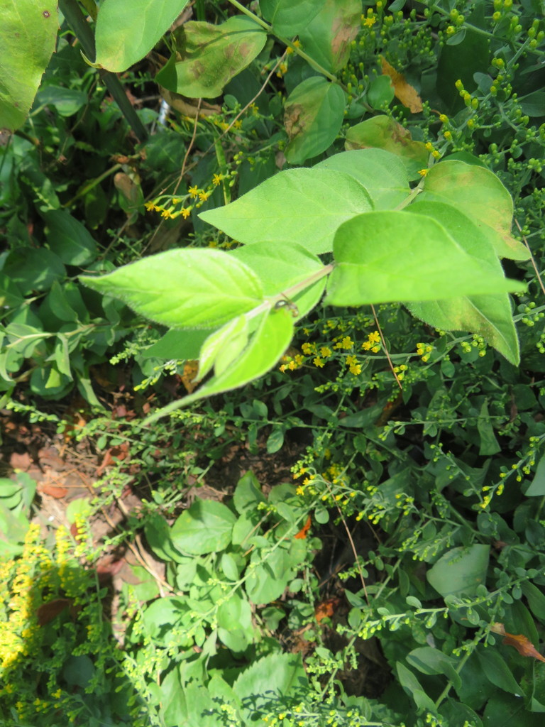 Bees in September 2020 by Janice Rifkin. sbee, 30, weed · iNaturalist