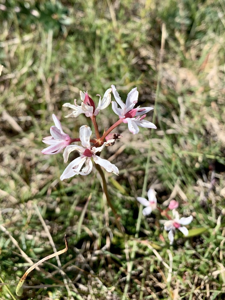 Milkmaids from Angahook-Lorne State Park, Anglesea, VIC, AU on ...