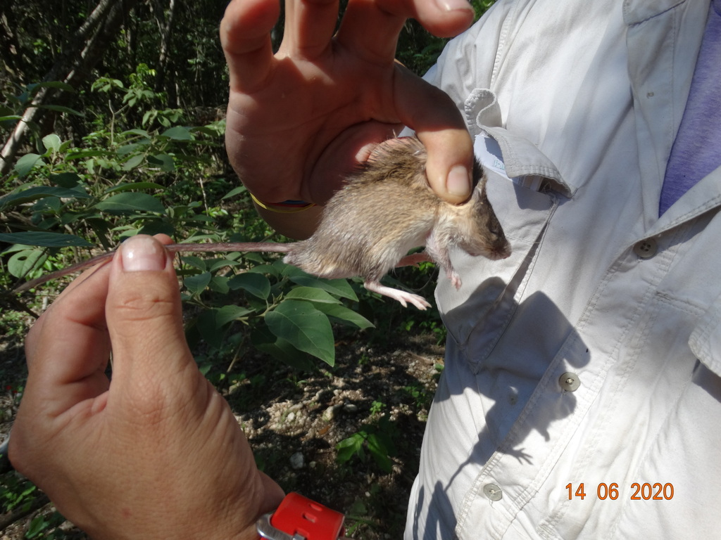 Mexican Spiny Pocket Mouse from Soto la Marina, Tamps., México on June ...