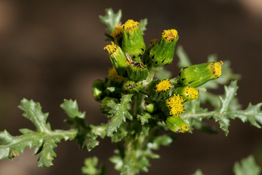 common groundsel (CSU Guide) · iNaturalist