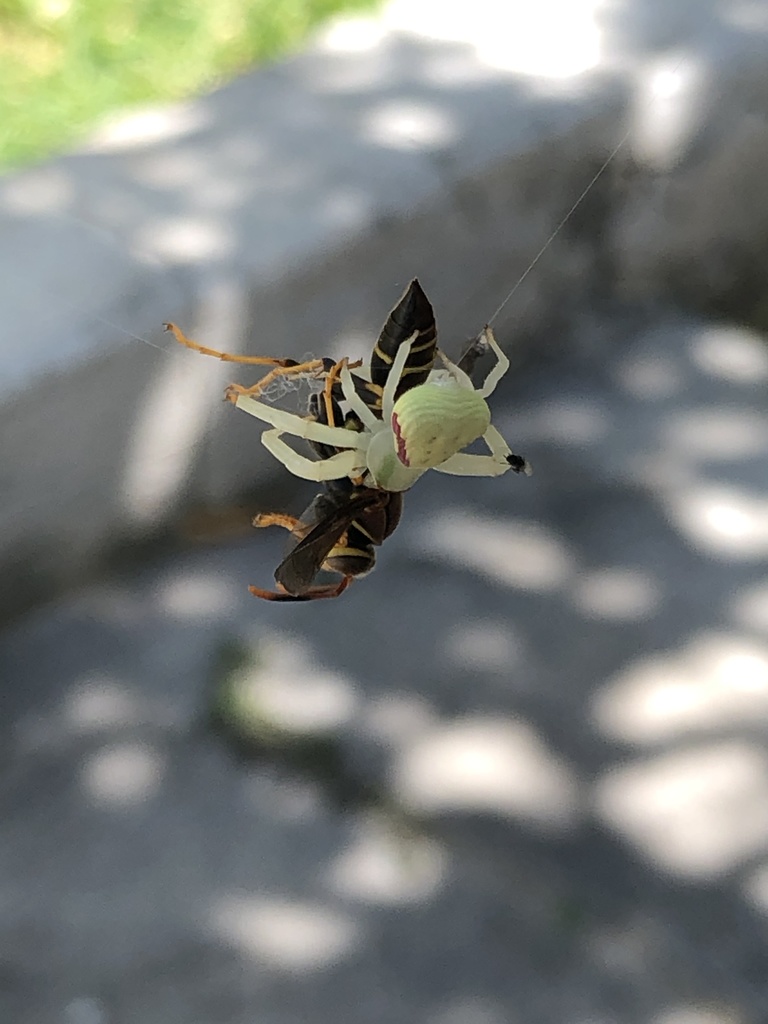 White-banded Crab Spider from Calle López Cotilla, Chapala, JAL, MX on ...