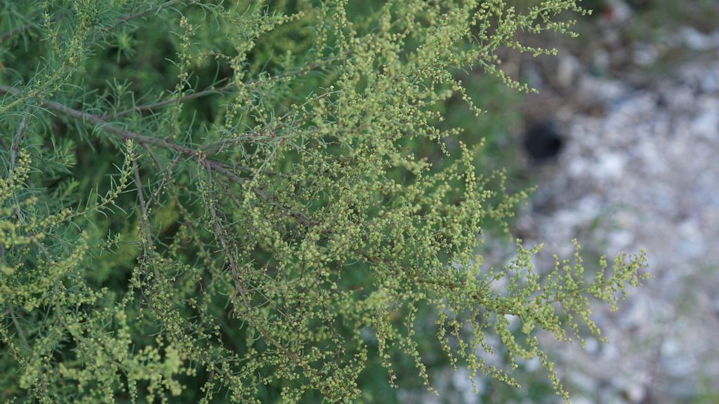 grass-leaved saltwort from 中国山东省烟台市长岛县 on September 9, 2020 at 05:20 PM ...