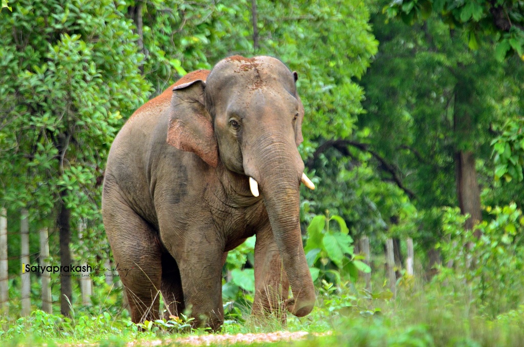 Indian Elephant (Elephas maximus indicus) - Know Your Mammals