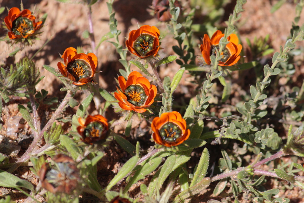 Beetle Daisy (Plants of the Tygerberg Nature Reserve) · iNaturalist