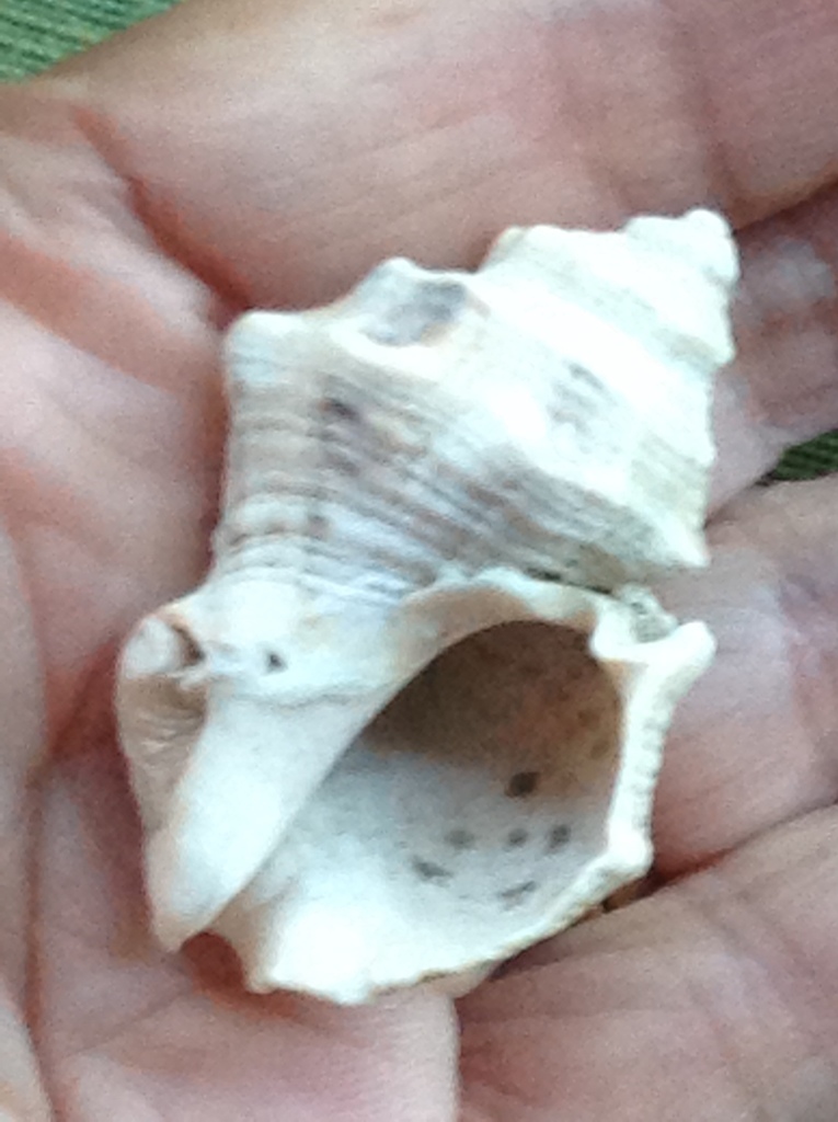Carinate Rock Shell (Mollusks Of the Outer Lands) · iNaturalist