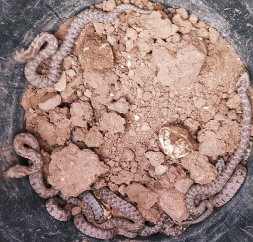 Palestine Viper (Daboia palaestinae) - Snakes and Lizards