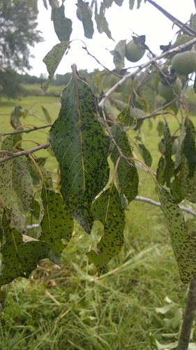 Antracnosis (Glomerella cingulata) · iNaturalist Mexico