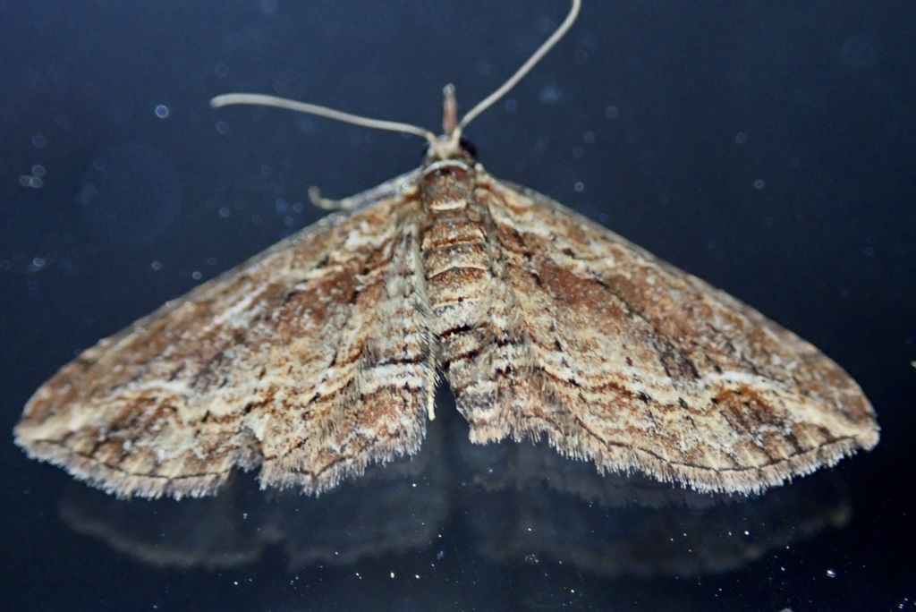 Australian Pug Moth from Lincoln, New Zealand on September 8, 2020 at ...