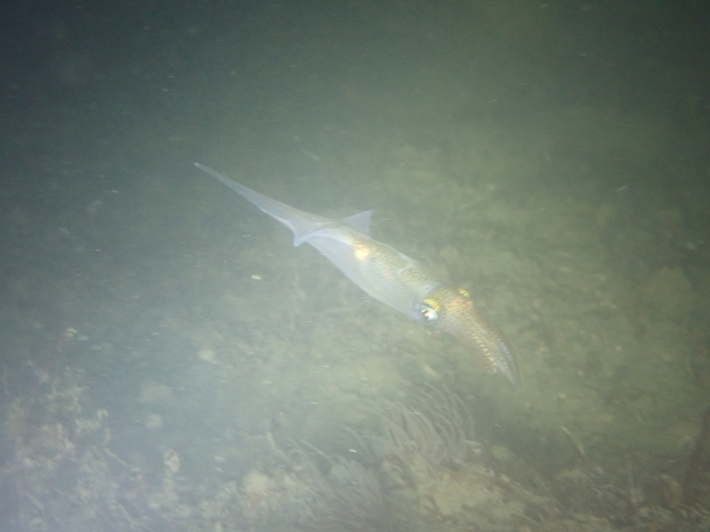 European Common Squid from Ille-et-Vilaine, Bretagne, FR on September 9 ...