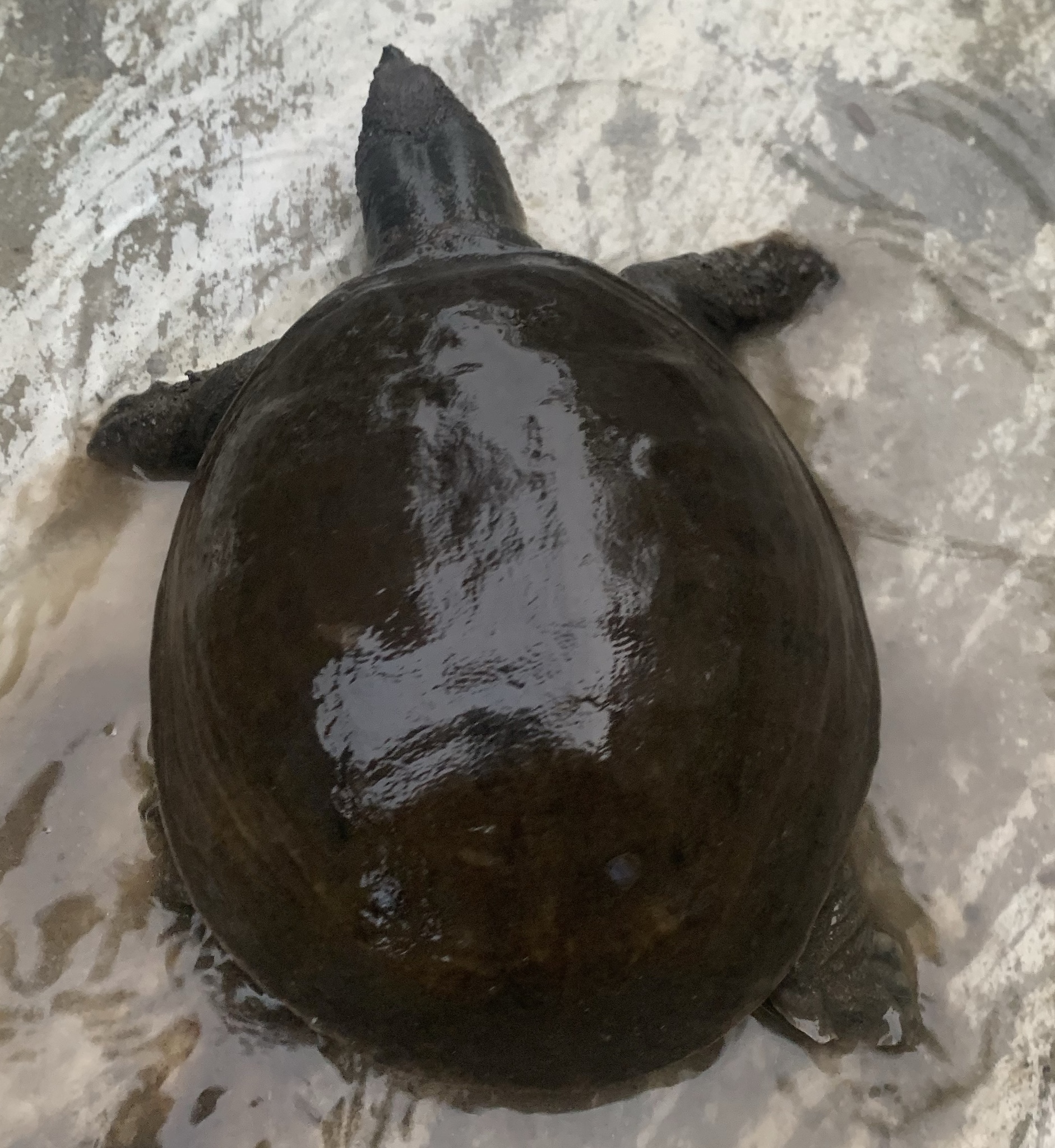 Lissemys scutata (Peters, 1868)