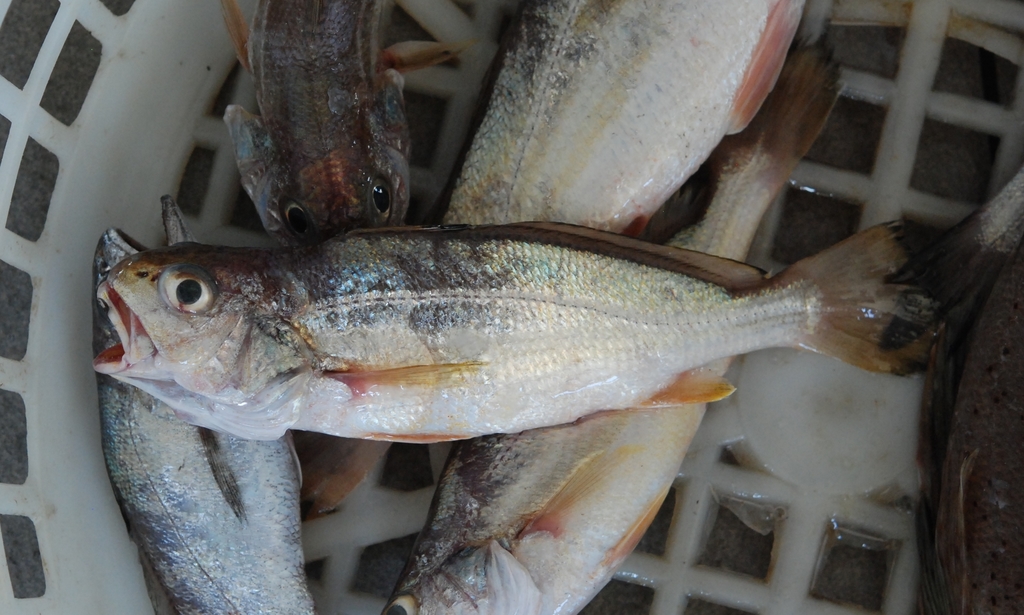 Johnius distinctus from 台灣台南市 on September 9, 2020 at 01:32 PM by ...