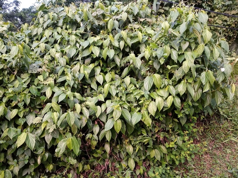 (Piper hispidum) - Botanical Realm