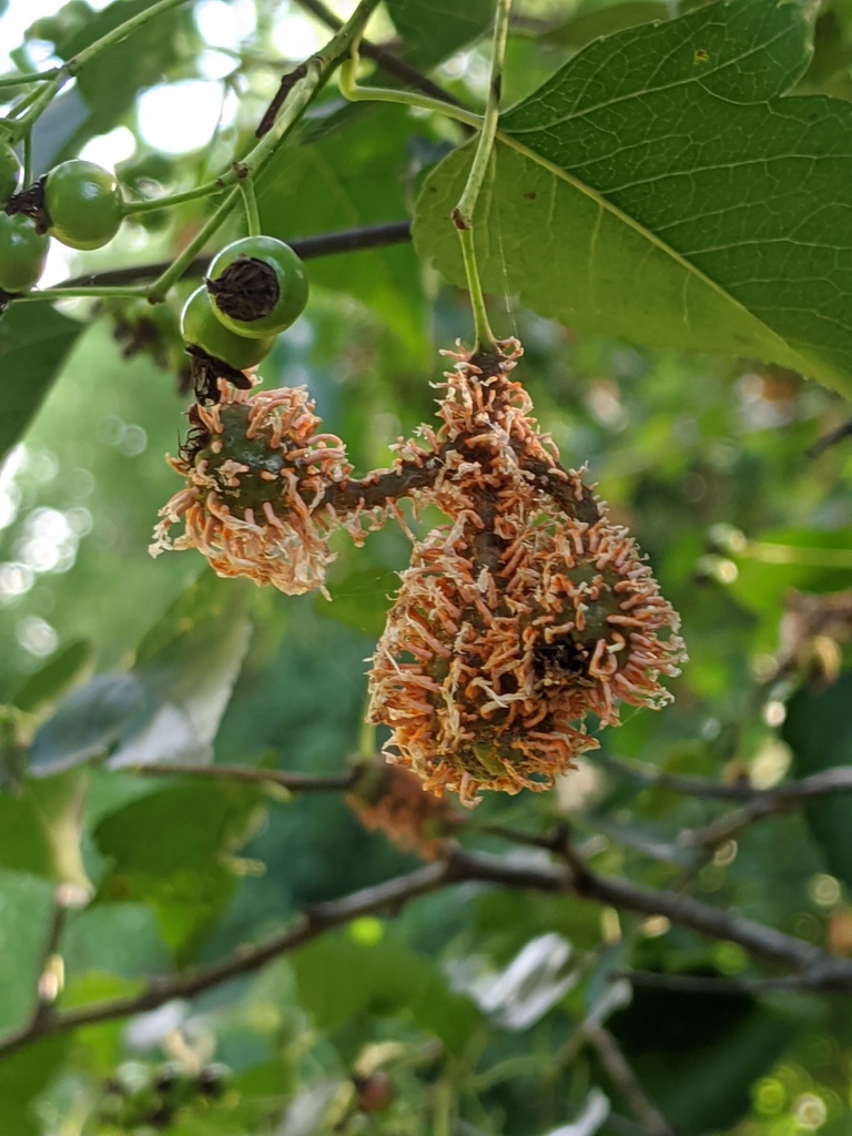 quince rust from Eastside, Lansing, MI 48912, USA on September 3, 2020 ...