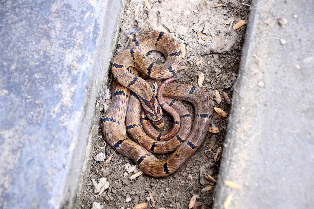 Light-barred Kukri Snake from Toubul, Manipur, India on September 7 ...