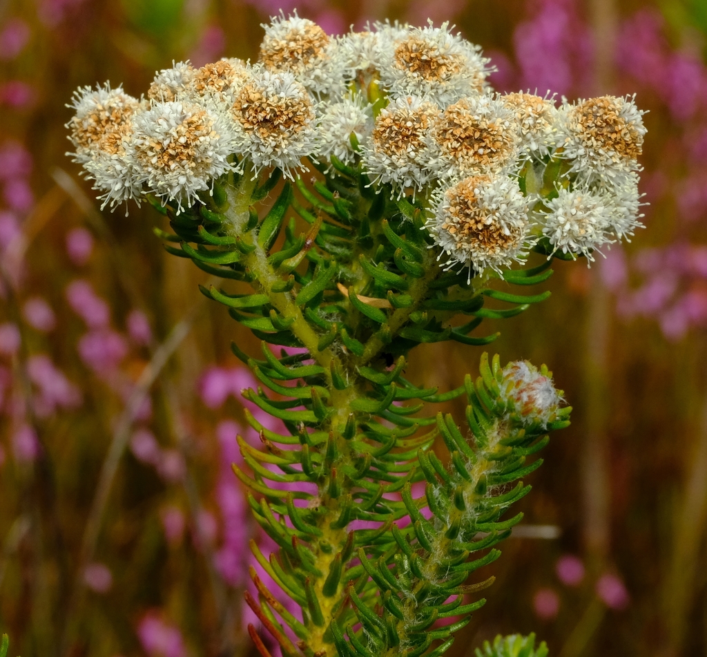 Common Coppice Kolkol (Homeowner Plant guide for Gardens) · iNaturalist