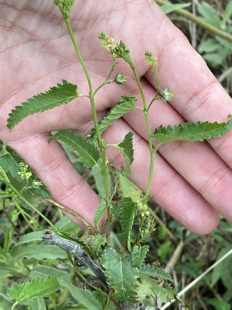 Betony-leaf Noseburn (Tragia betonicifolia) - Botanical Realm