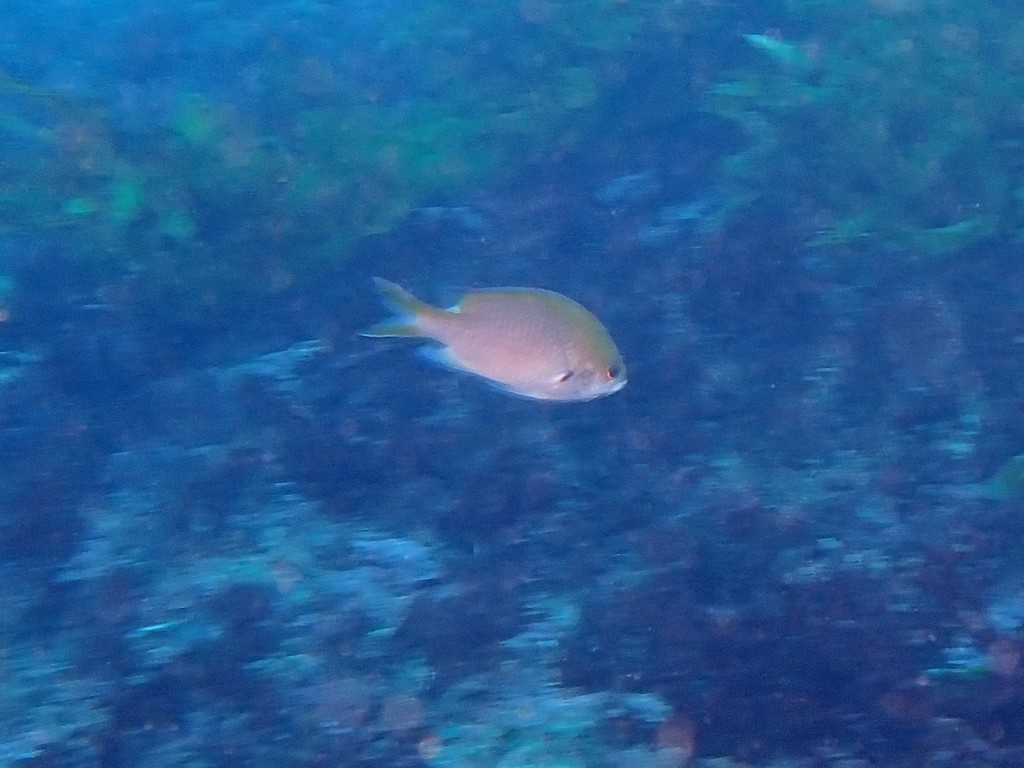 West Australian Puller (Chromis westaustralis) - Marine Life Identification