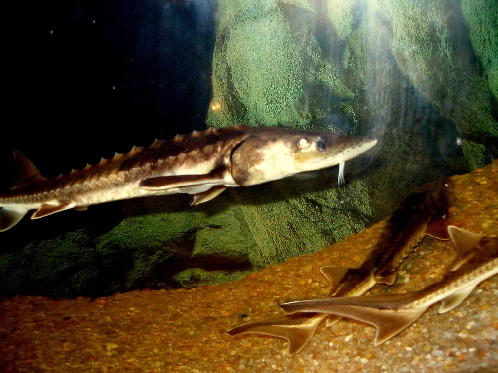 Adriatic Sturgeon (Acipenser naccarii) - Marine Life Identification