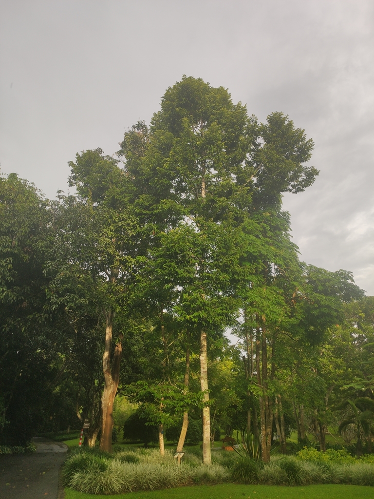 Shorea wangtianshuea by 刘光裕 Liu Guangyu · iNaturalist