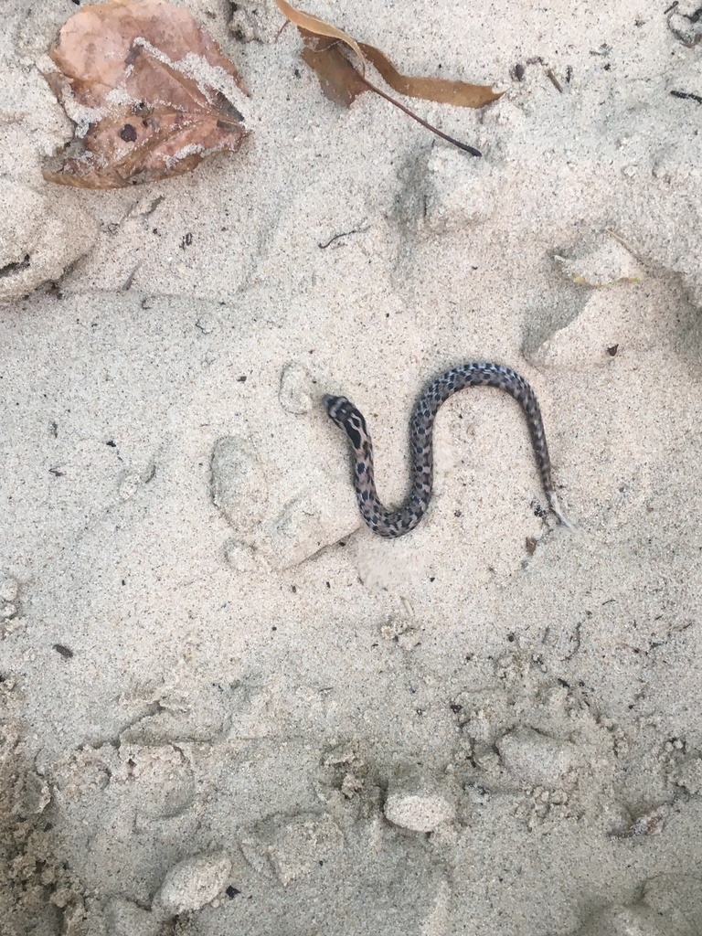 Eastern Hognose Snake from Indiana Dunes State Park, Chesterton, IN, US ...