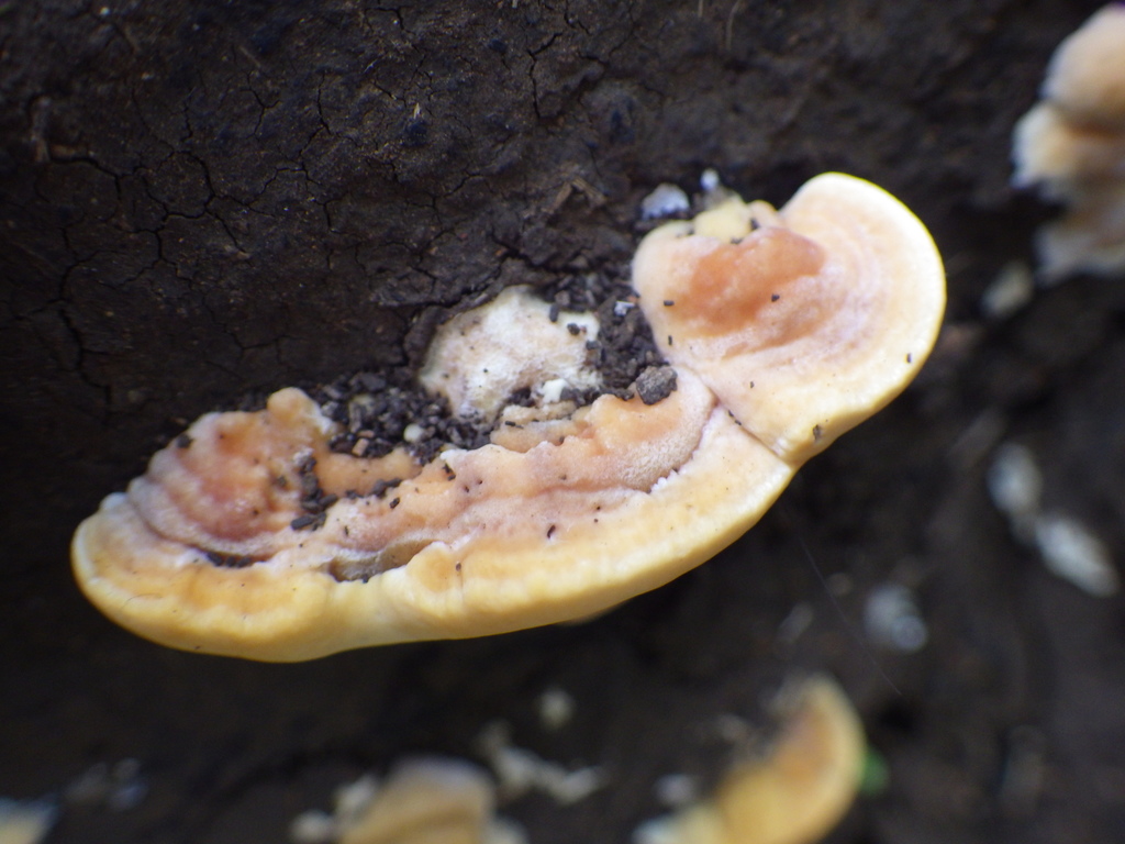 mushrooms, bracket fungi, puffballs, and allies from Maunawili, HI ...
