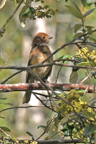 Photo 944716, (c) Nathan Ruser, some rights reserved (CC BY-SA ...