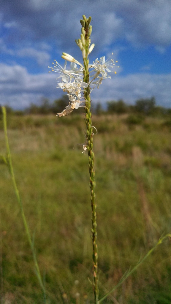 False Gaura (Oenothera glaucifolia) - Botanical Realm