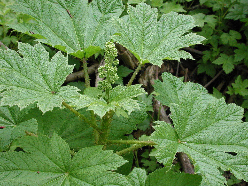 Devil's Club from Thunder Bay District, ON, Canada on June 20, 2001 at 11:51 AM by Michael J ...