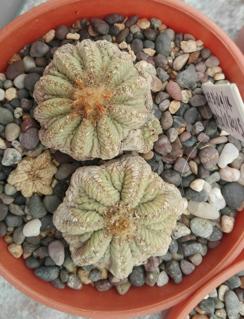 Aztekium ritteri in July 2017 by ceci_esther · iNaturalist
