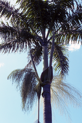 Roystonea princeps · iNaturalist