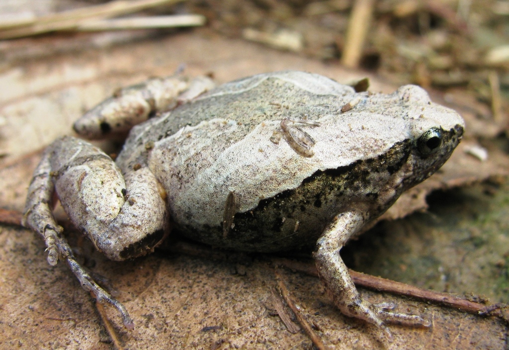 Ornamented Pygmy Frog from Samdrup Jongkhar, Bhutan on May 01, 2009 at ...
