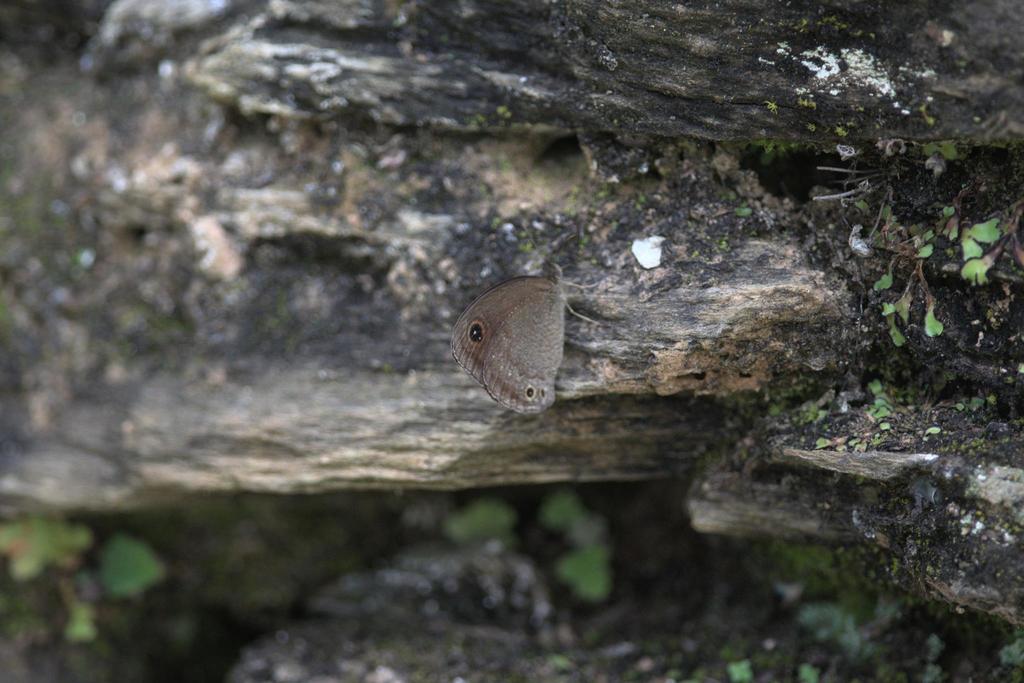 Hybrid Argus from Simyal Gaon, Uttarakhand 263138, India on September ...