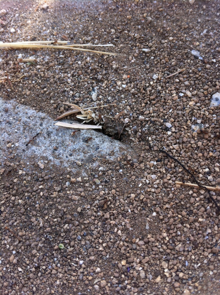 Bicolored Pyramid Ant from Chantry Flats on June 17, 2014 at 08:07 AM ...