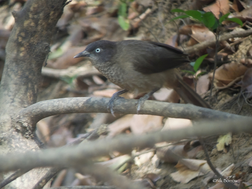 Blackcap Babbler (Dusky-Throated) (Subspecies Turdoides reinwardtii ...
