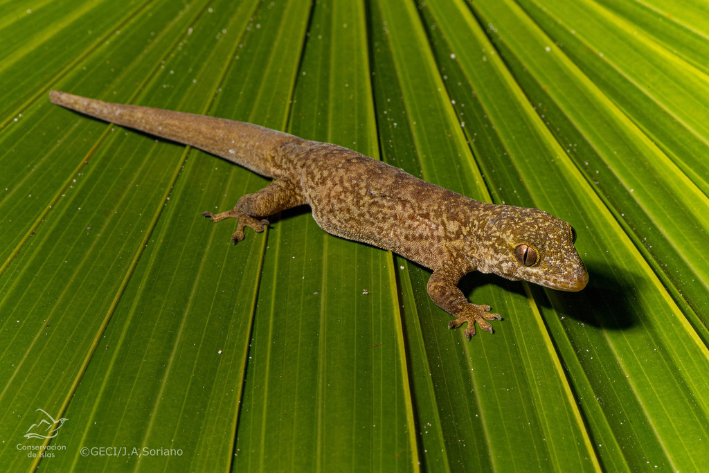 Saint George Island Gecko from Reserva de la Biosfera Banco Chinchorro ...