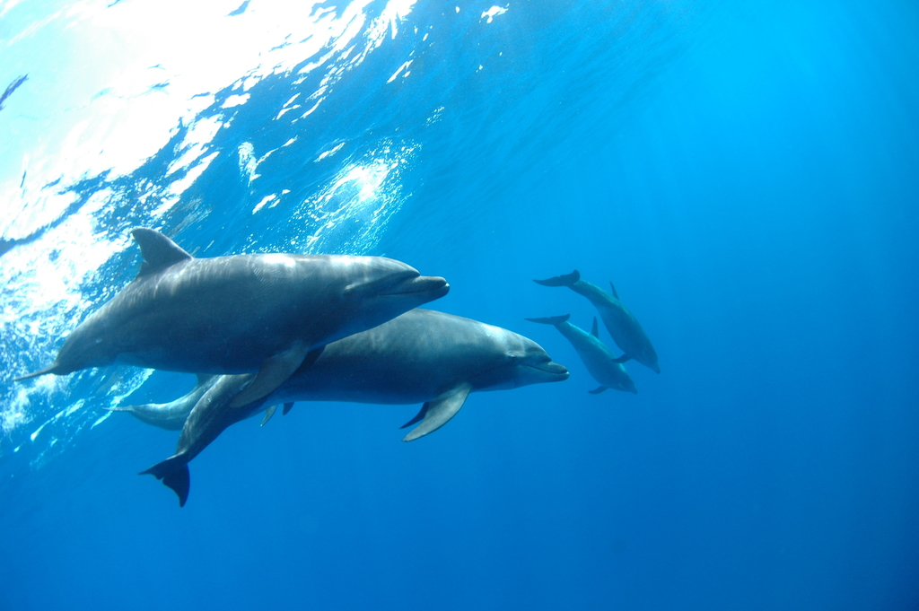 Common Bottlenose Dolphin from Tecomán, MX-CL, MX on March 16, 2006 at ...