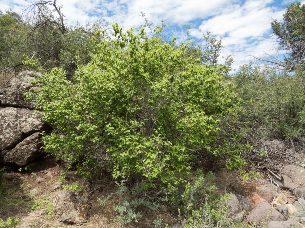 Texas mulberry from Maricopa, Arizona, United States on July 31, 2017 ...