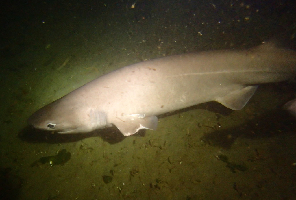Cow Sharks (Hexanchidae) - Marine Life Identification