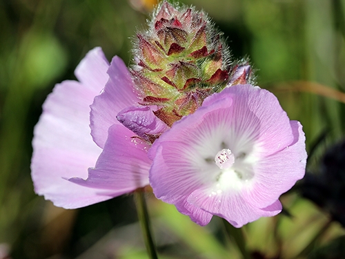 Point Reyes checkerbloom (Subspecies Sidalcea calycosa rhizomata ...